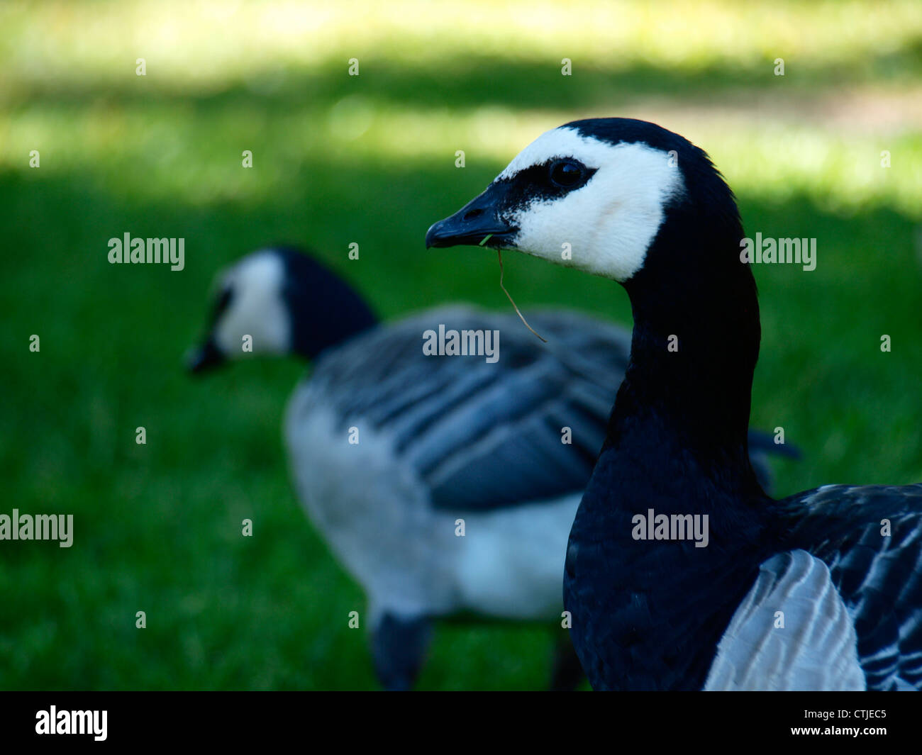 Barnacle Geese grazing Stock Photo - Alamy