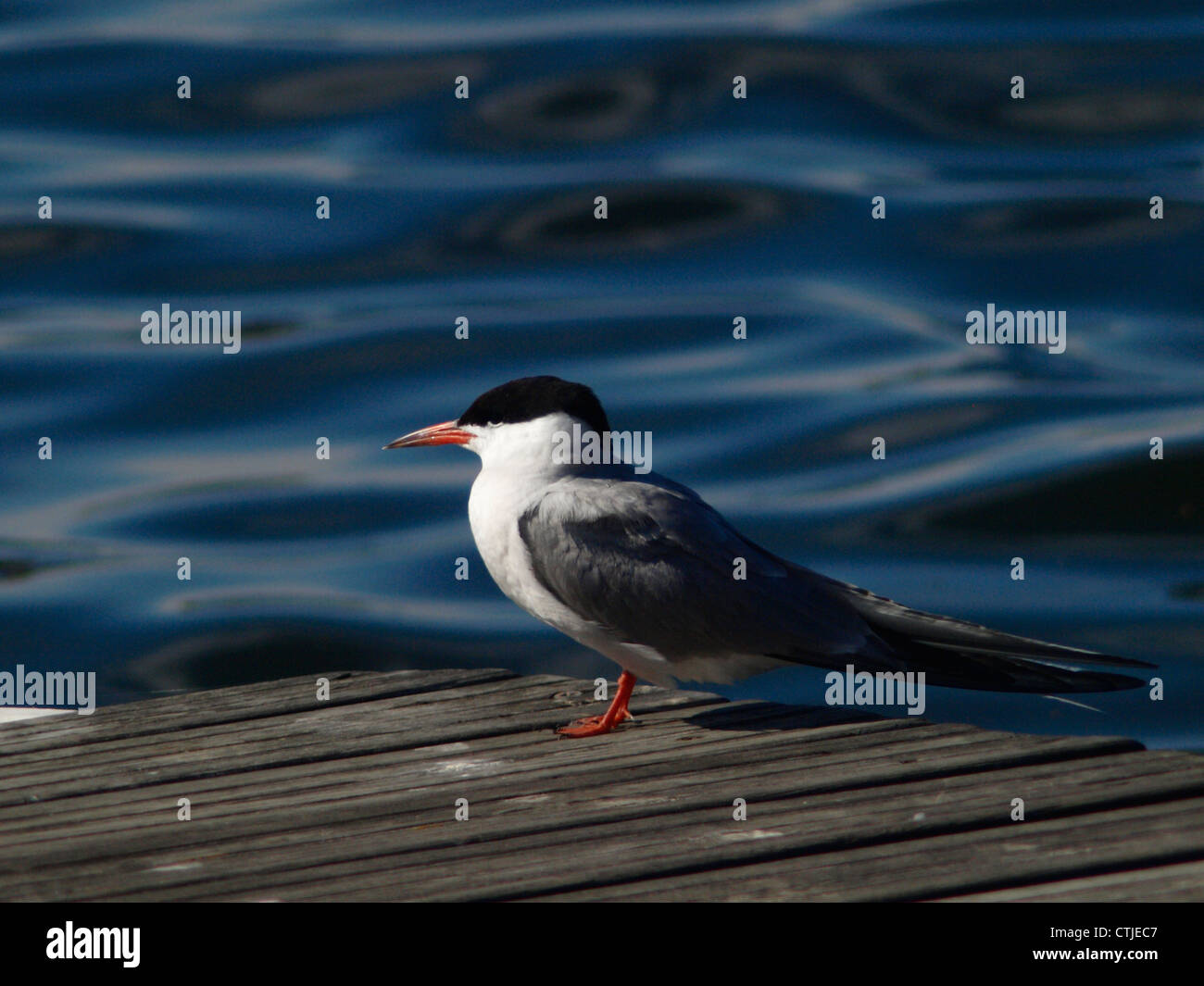 Common fish in the red sea hi-res stock photography and images - Alamy