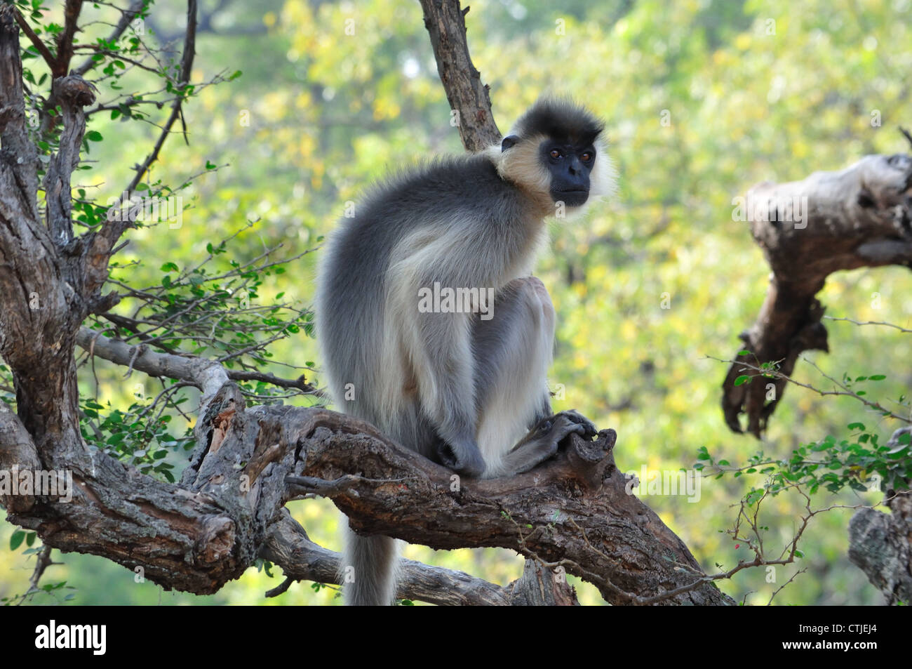 Black face monkey india hi-res stock photography and images - Alamy