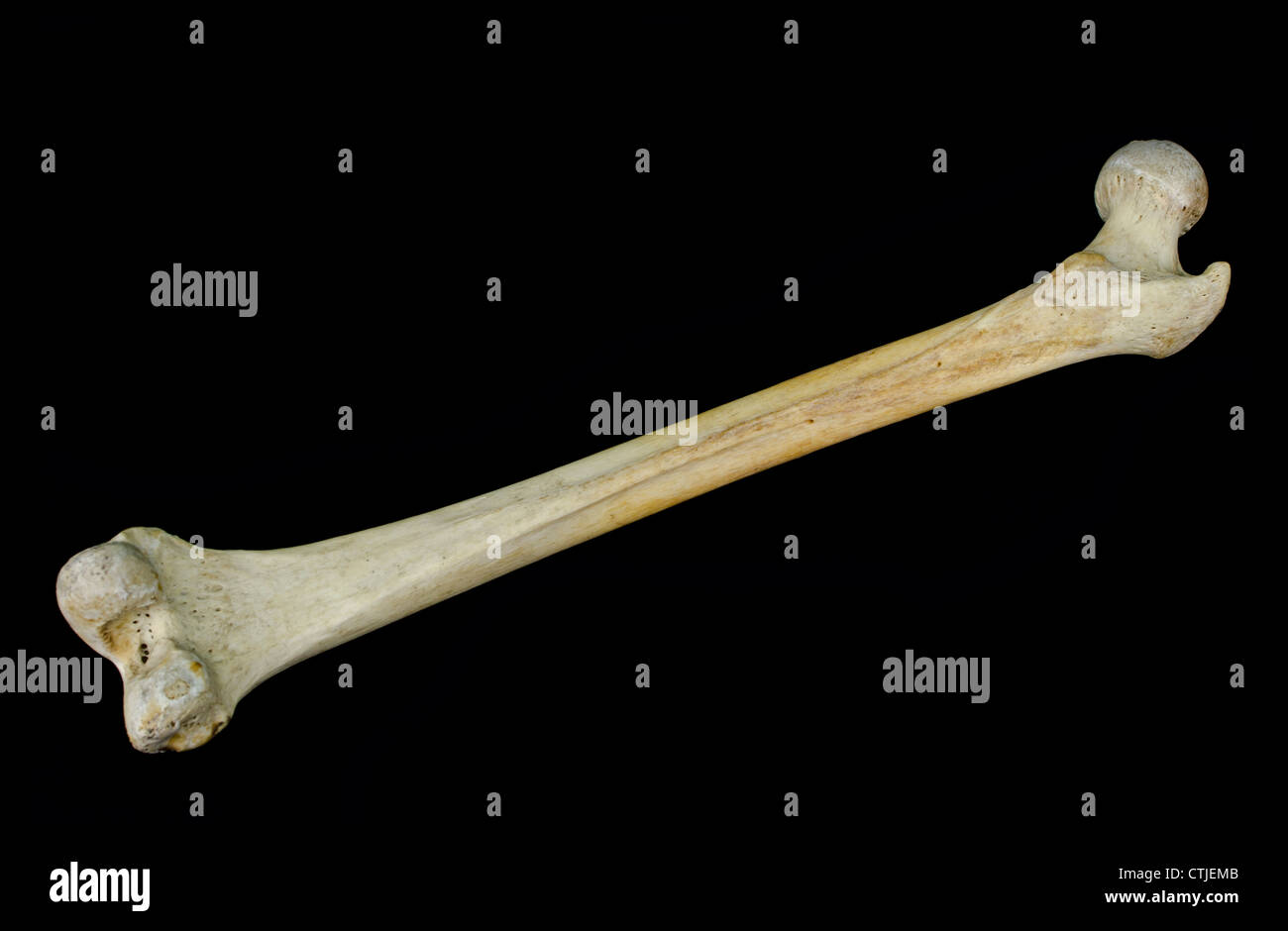 Femur Bone High Resolution Stock Photography and Images - Alamy