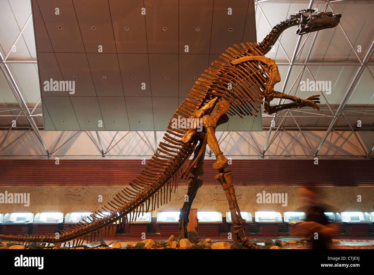 The Zhucheng Tyrannus Magnus dinosaur skeleton is exhibted at a museum ...