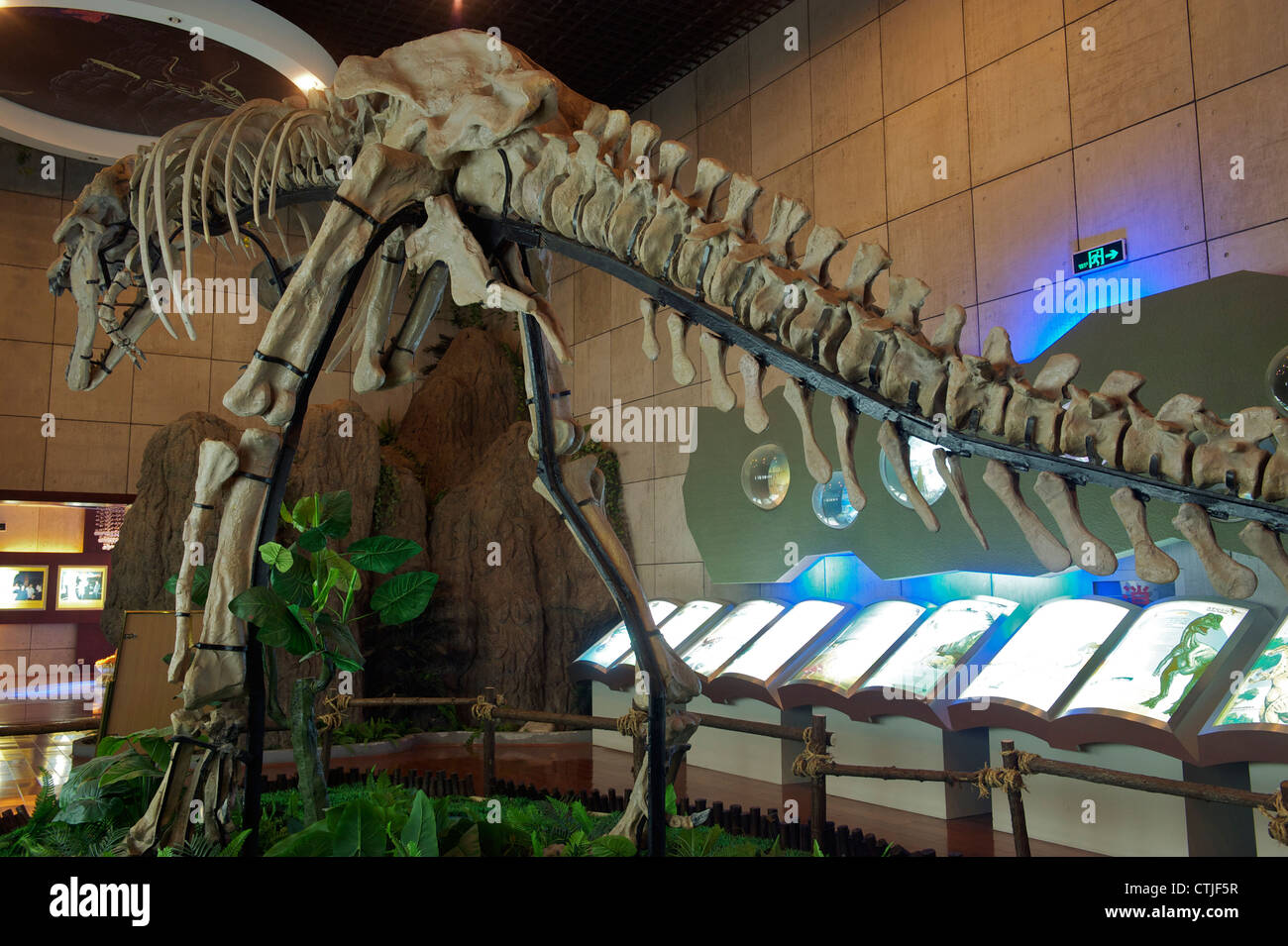 Dinosaur skeleton is exhibted at a museum in Zhucheng, Shandong ...