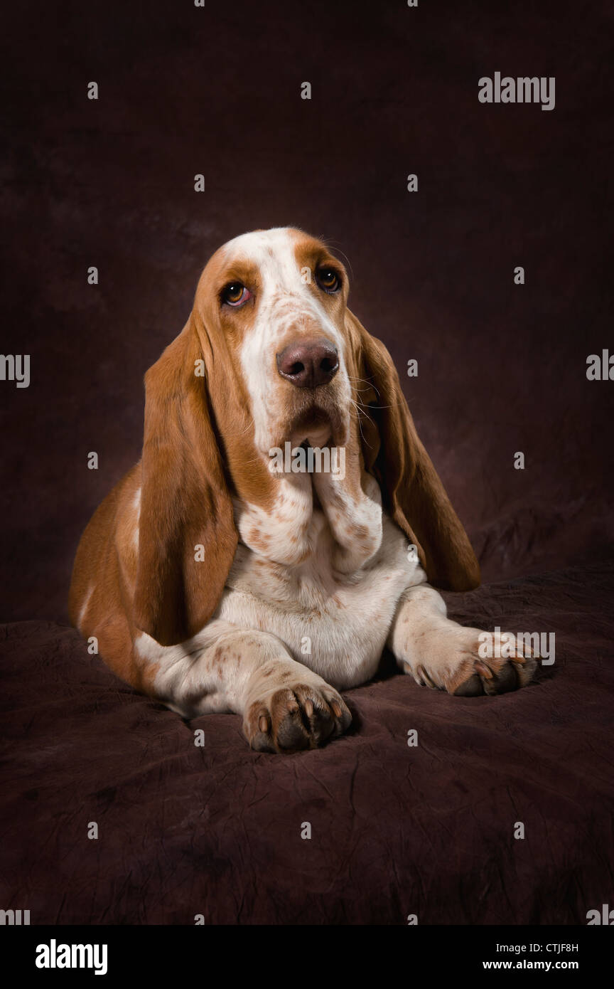 Basset Hound On A Brown Muslin Backdrop Stock Photo - Alamy