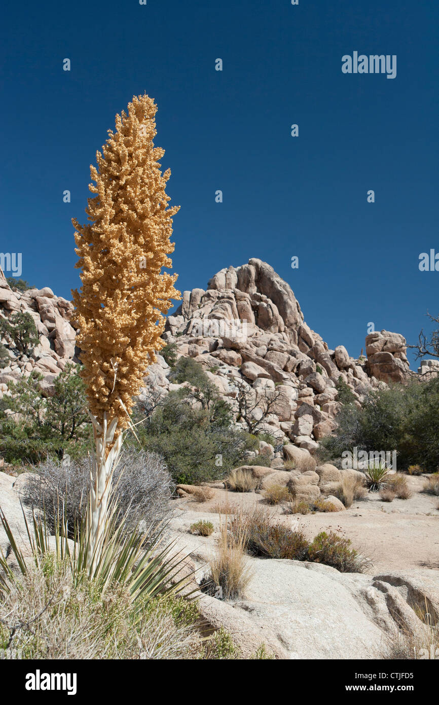 Yucca Seed Pod In Desert With Rounded Boulders In The Distance With ...