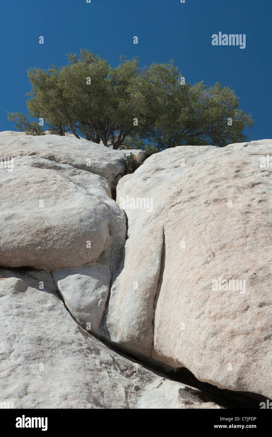 Rounded trees hi-res stock photography and images - Alamy