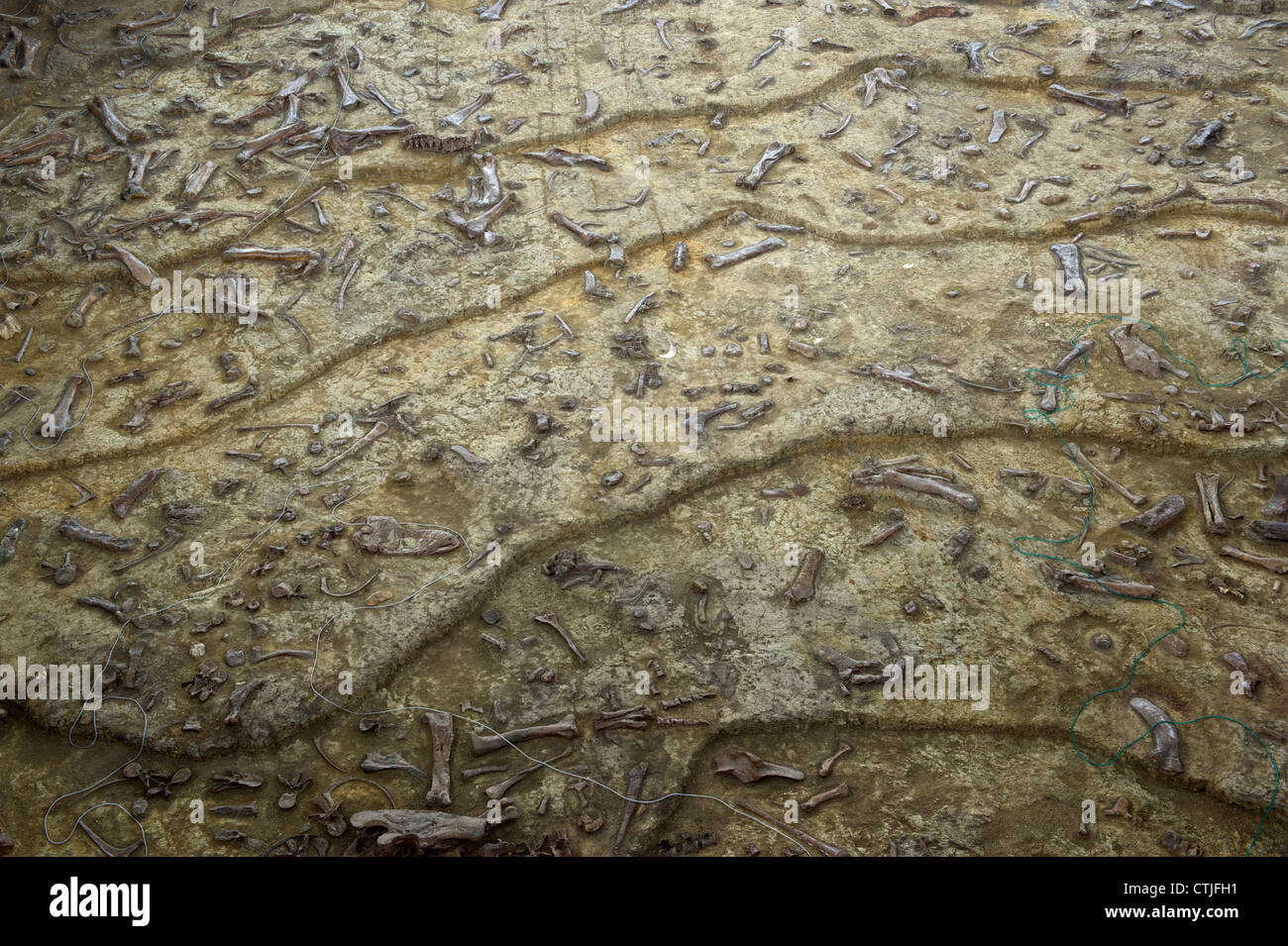 Dinosaurs remains china fossil hi-res stock photography and images - Alamy