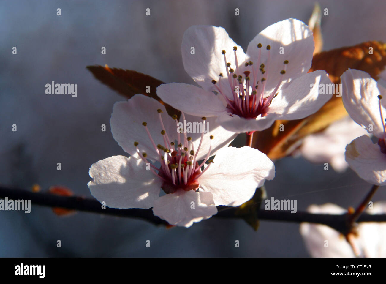 Close up of fruit flowers in the earliest springtime Stock Photo - Alamy