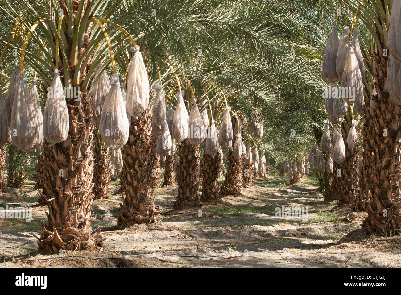 Rows Of Date Trees With Covered Sacks On Date Clusters; Palm Springs ...