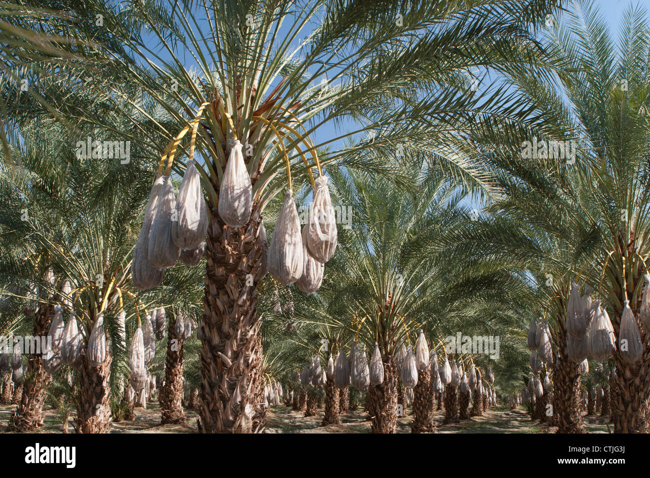 Rows Of Date Trees With Covered Sacks On Date Clusters; Palm Springs ...