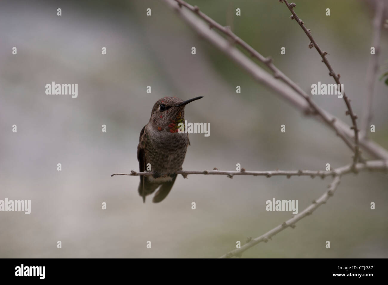 Close Up Of A Hummingbird On A Tree Branch; Palm Springs, California ...