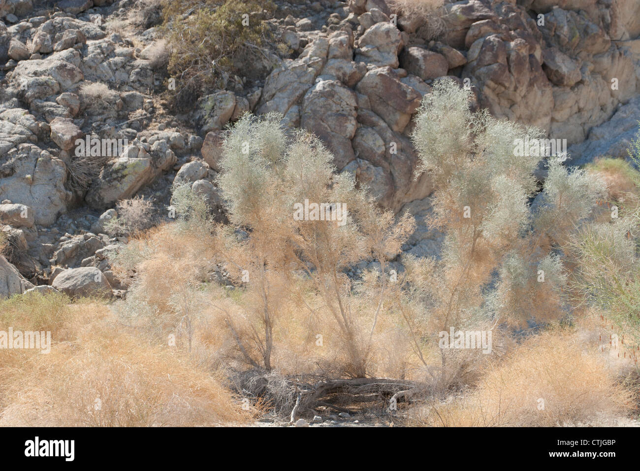 Rounded shrubs hi-res stock photography and images - Alamy