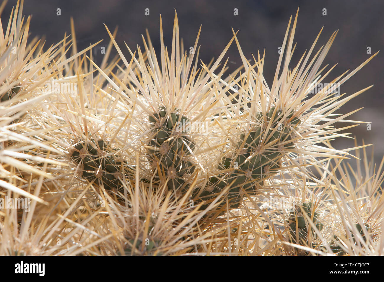 Cactus spike hi-res stock photography and images - Alamy