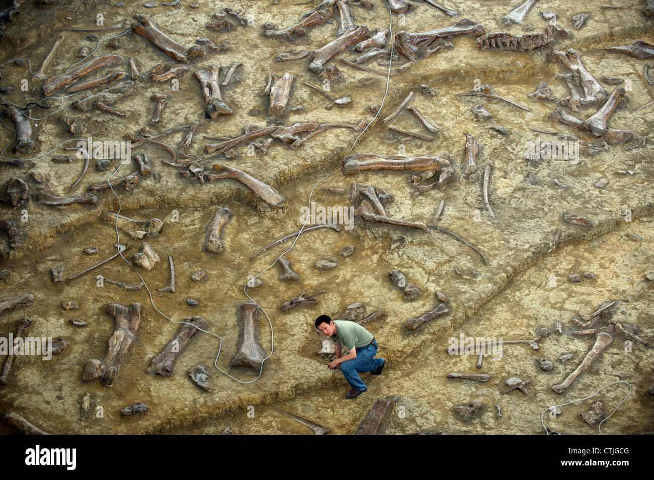 Xu xing fossil hi-res stock photography and images - Alamy