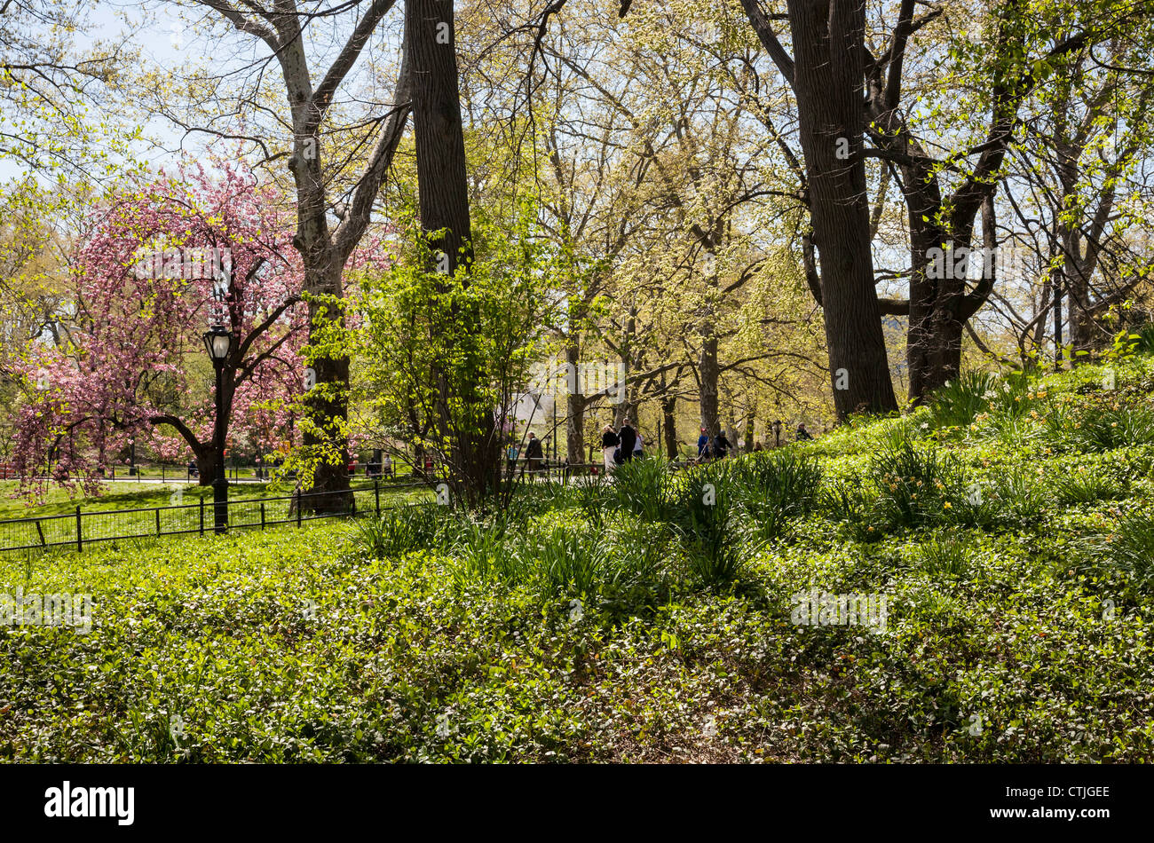 Springtime in Central Park, NYC Stock Photo - Alamy