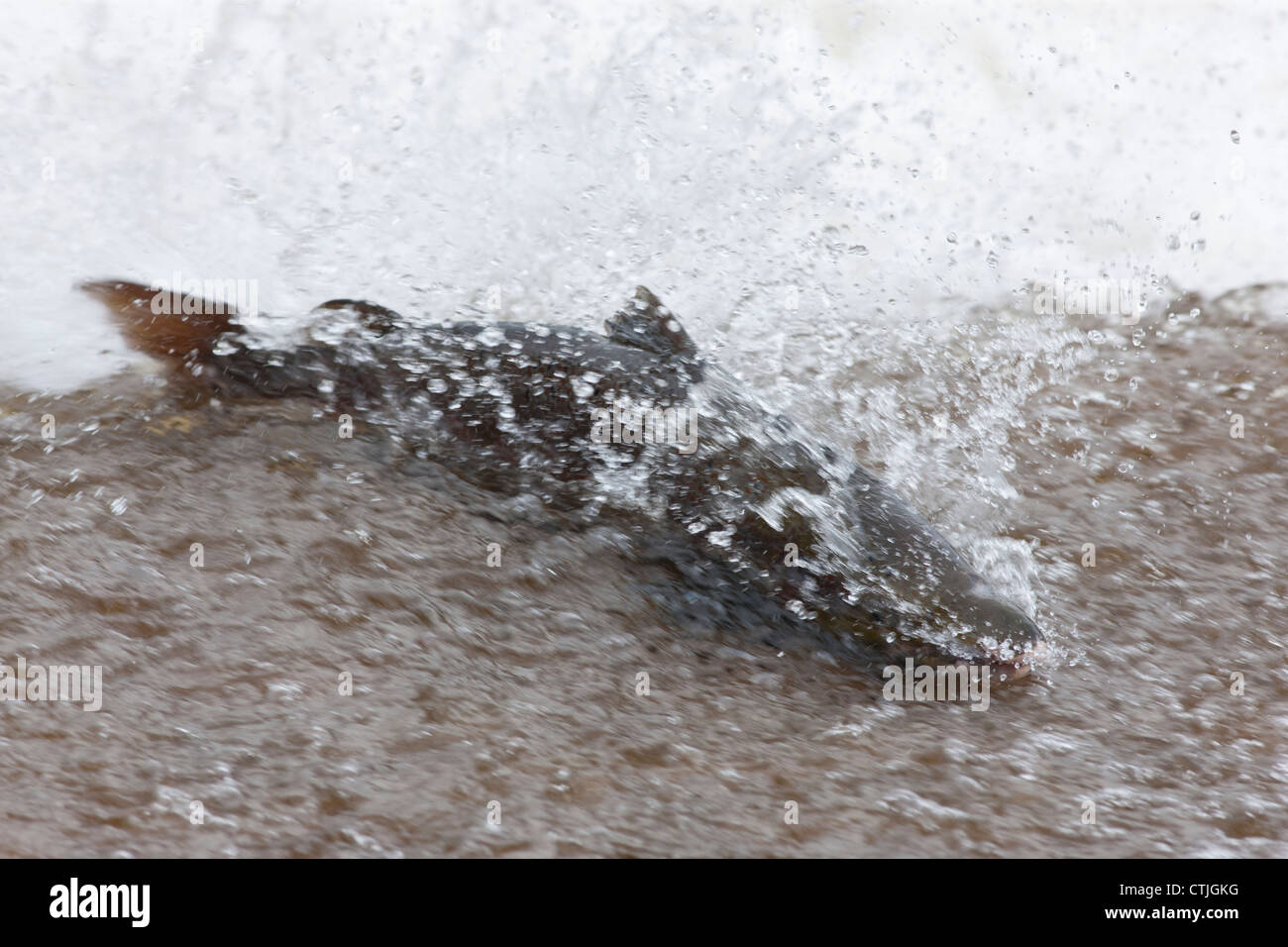 Upstream movement hi-res stock photography and images - Alamy