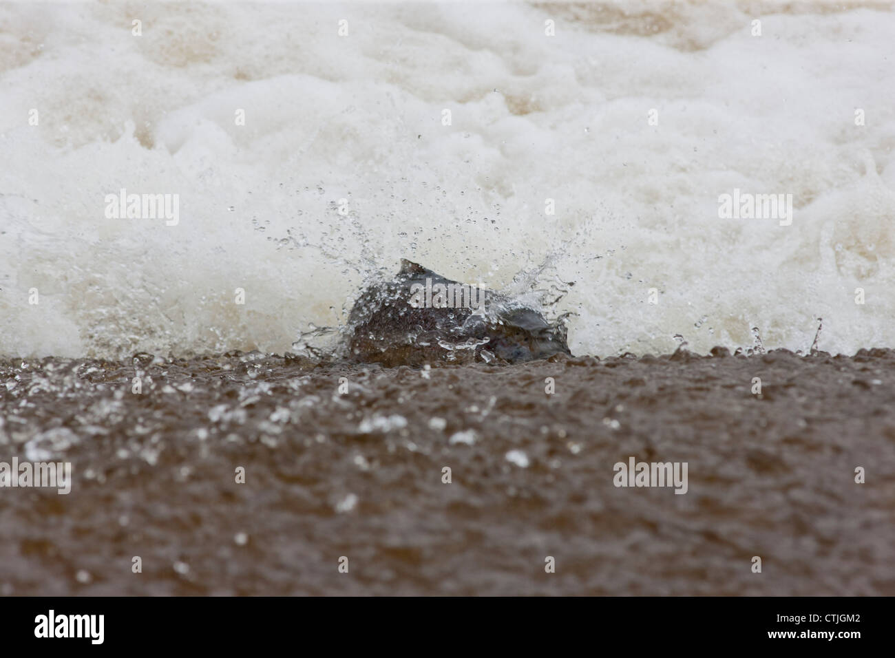 Upstream movement hi-res stock photography and images - Alamy