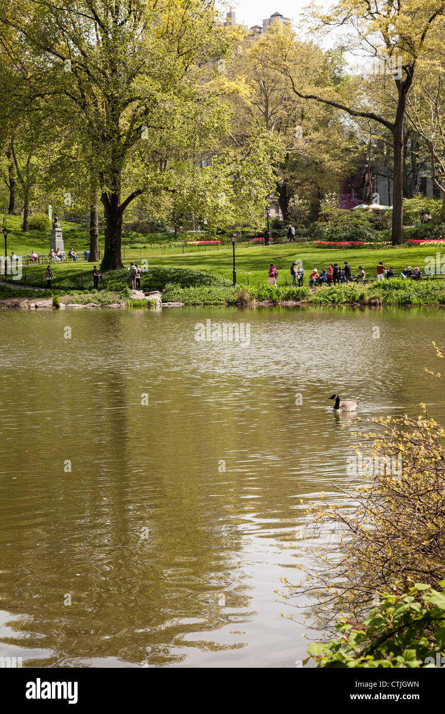 The Pond in Central Park, NYC Stock Photo - Alamy