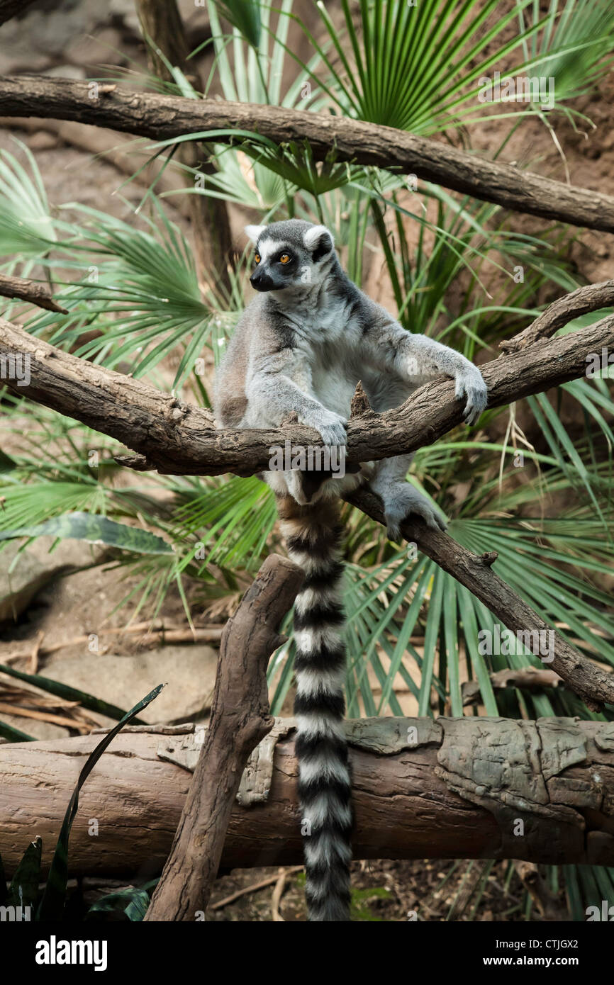 Madagascar Lemur Exhibit, The Bronx Zoo, Wildlife Conservation Society ...