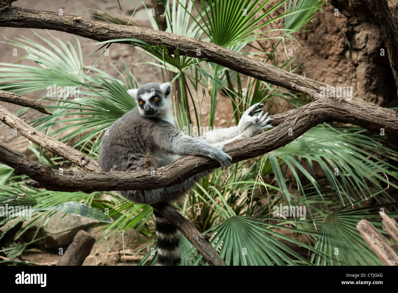 Madagascar Lemur Exhibit, The Bronx Zoo, Wildlife Conservation Society ...