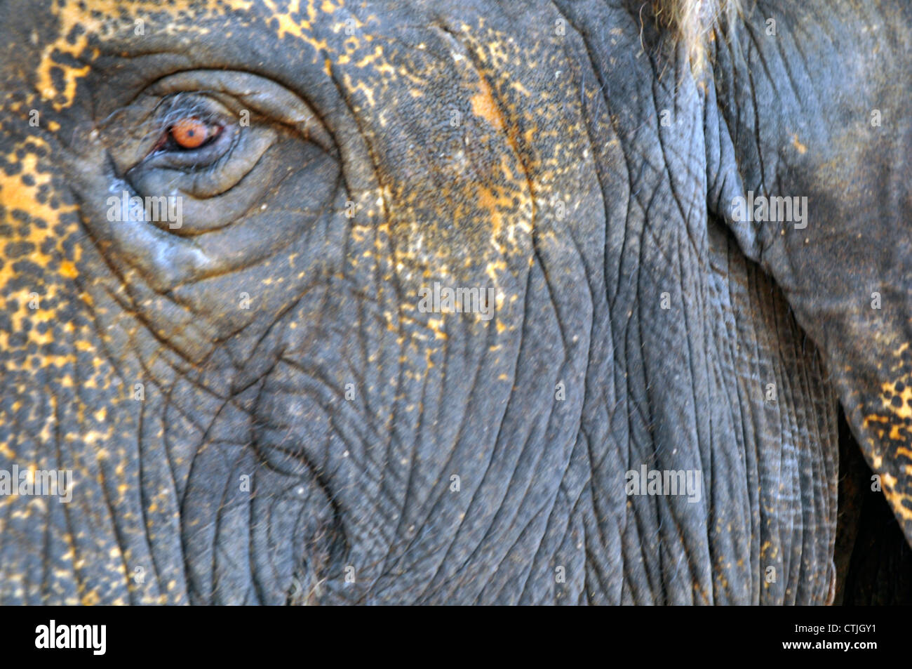 Elephant close up eye Stock Photo - Alamy