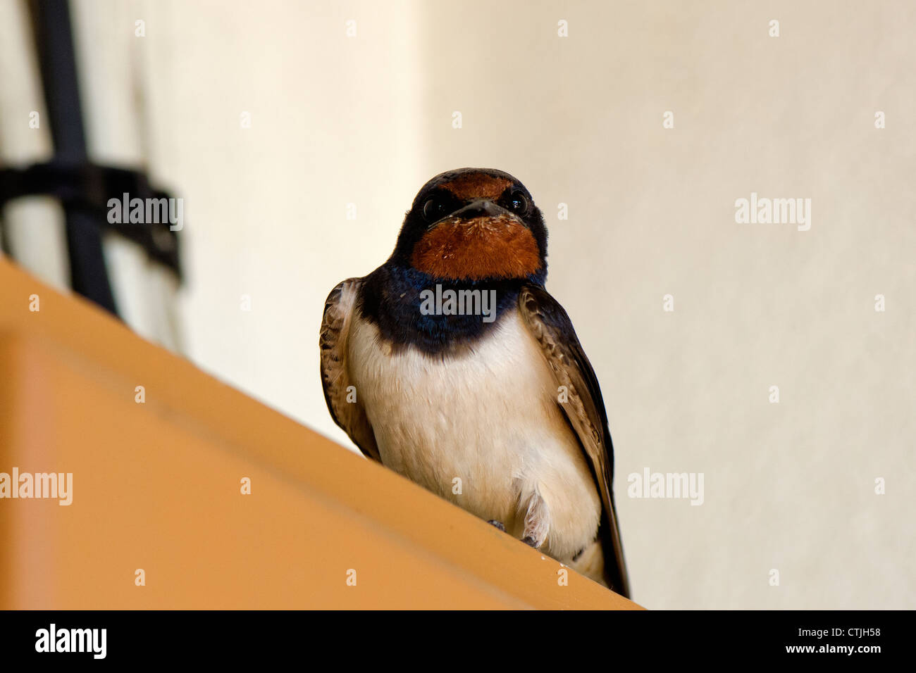 Close-up of friendly young swallow in southwest France Stock Photo - Alamy