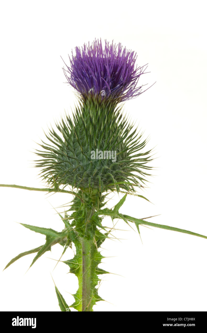 Common thistle plant Cut Out Stock Images & Pictures - Alamy