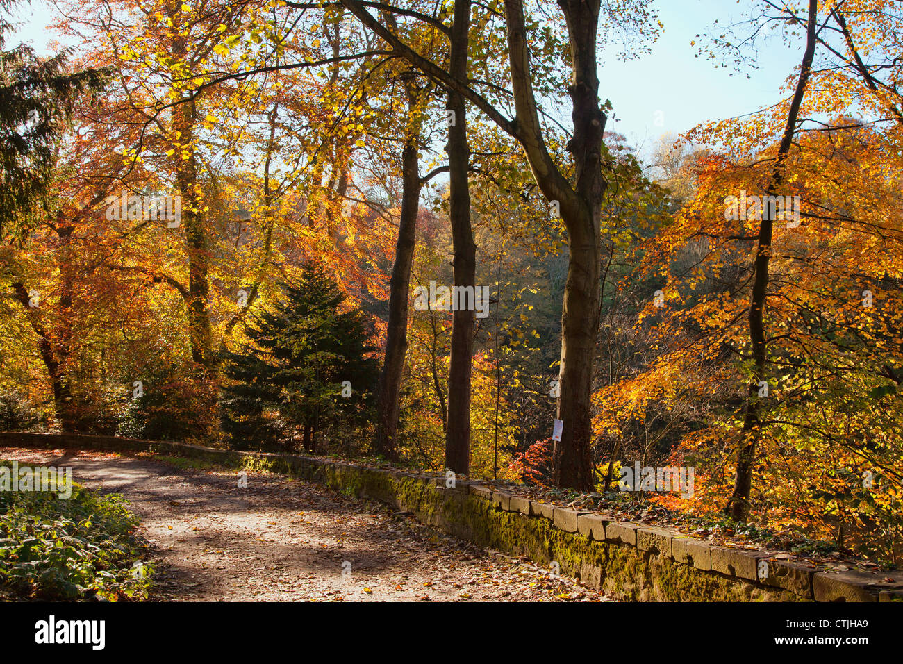 A Path Lined With Trees In Autumn Colours; Durham, England Stock Photo ...