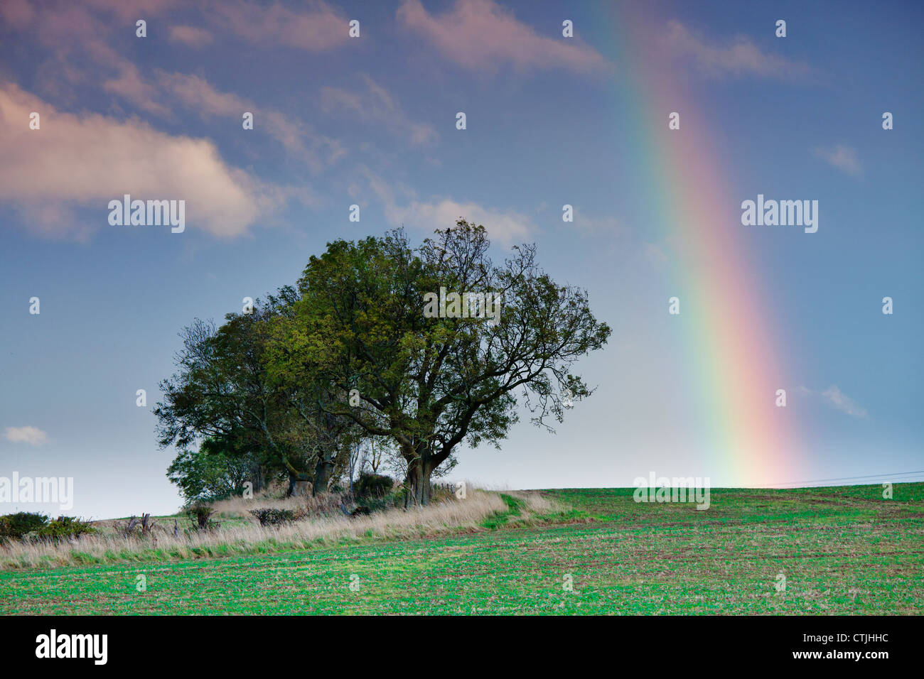 A Rainbow Reaching From The Sky To The Ground Beside A Tree In The ...