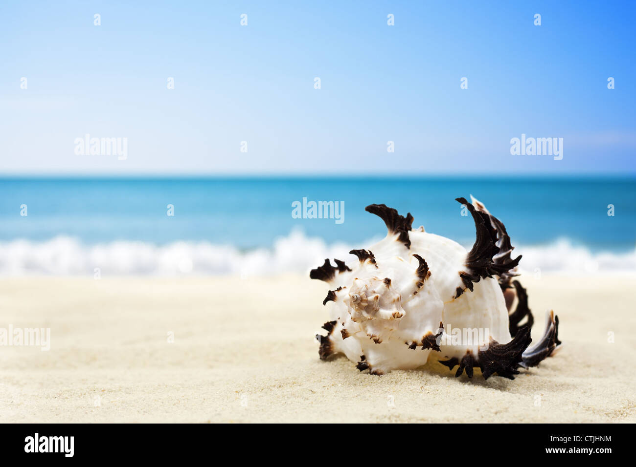 Sea shell on the beach Stock Photo - Alamy