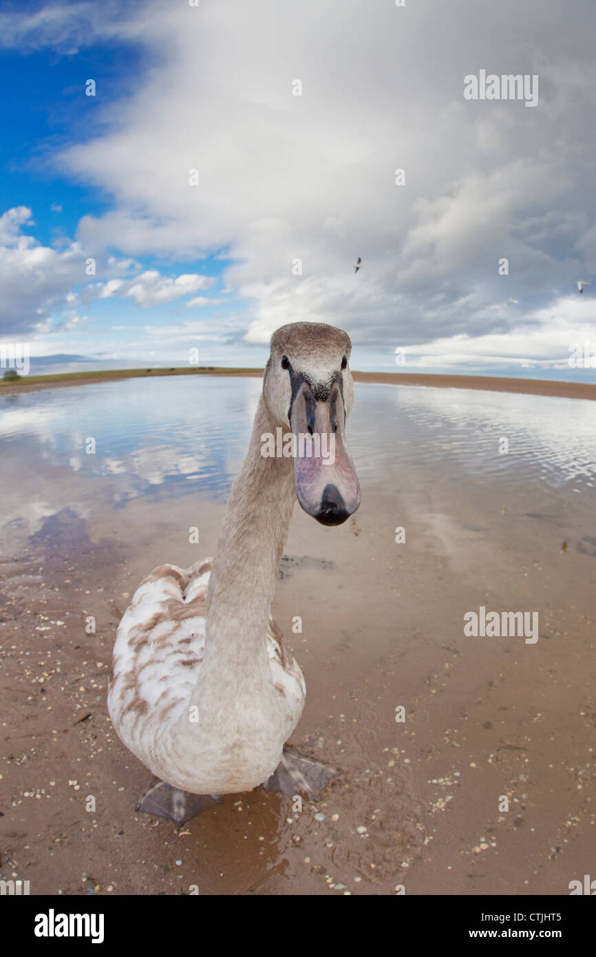 A Goose Standing On The Beach Staring At The Camera; Northumberland ...