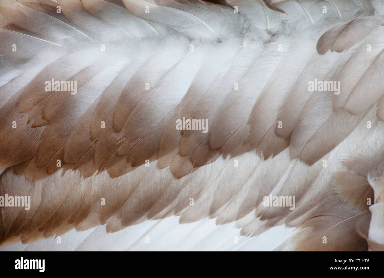Swan Feathers; Northumberland, England Stock Photo - Alamy