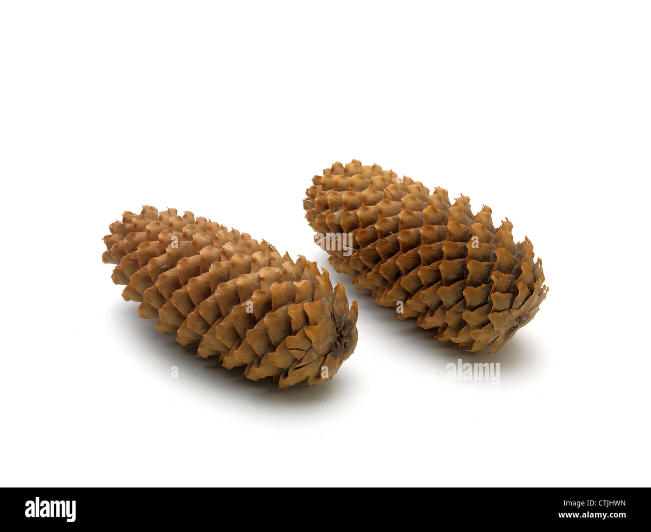 Harvest cones Cut Out Stock Images & Pictures - Alamy