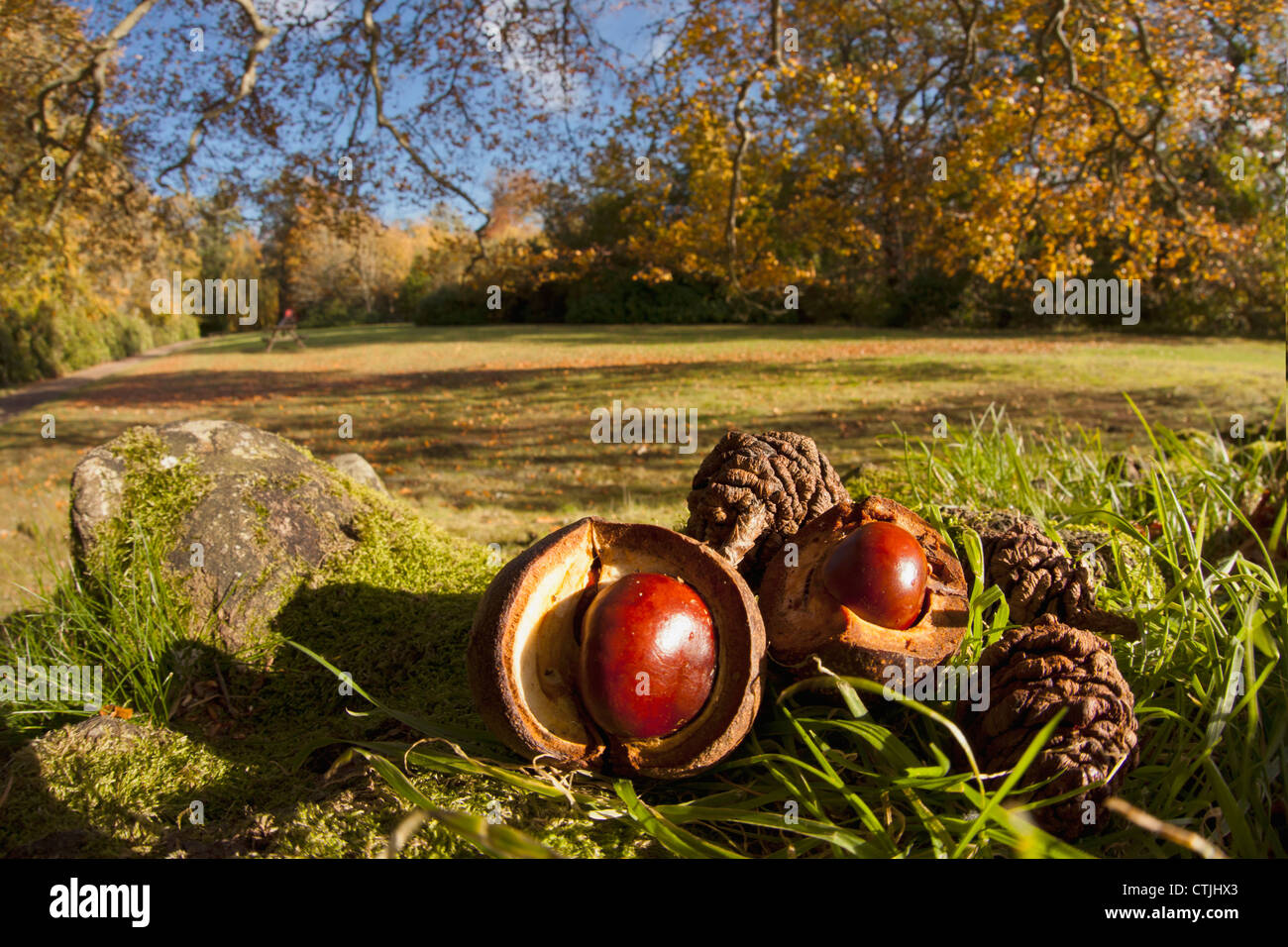 Fallen Pine Cones And Nuts On The Ground In Autumn; Scottish Borders ...