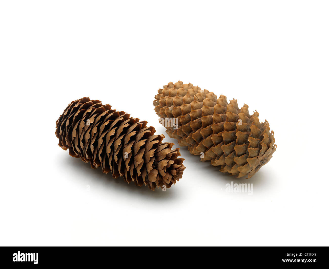 Harvest cones Cut Out Stock Images & Pictures - Alamy