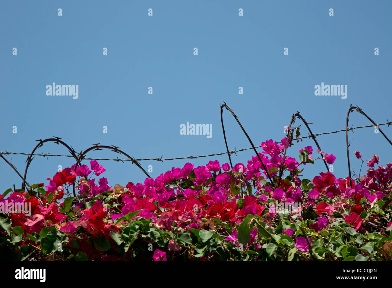 Los Angeles, California - Flowers, barbed wire, and razor wire protect ...