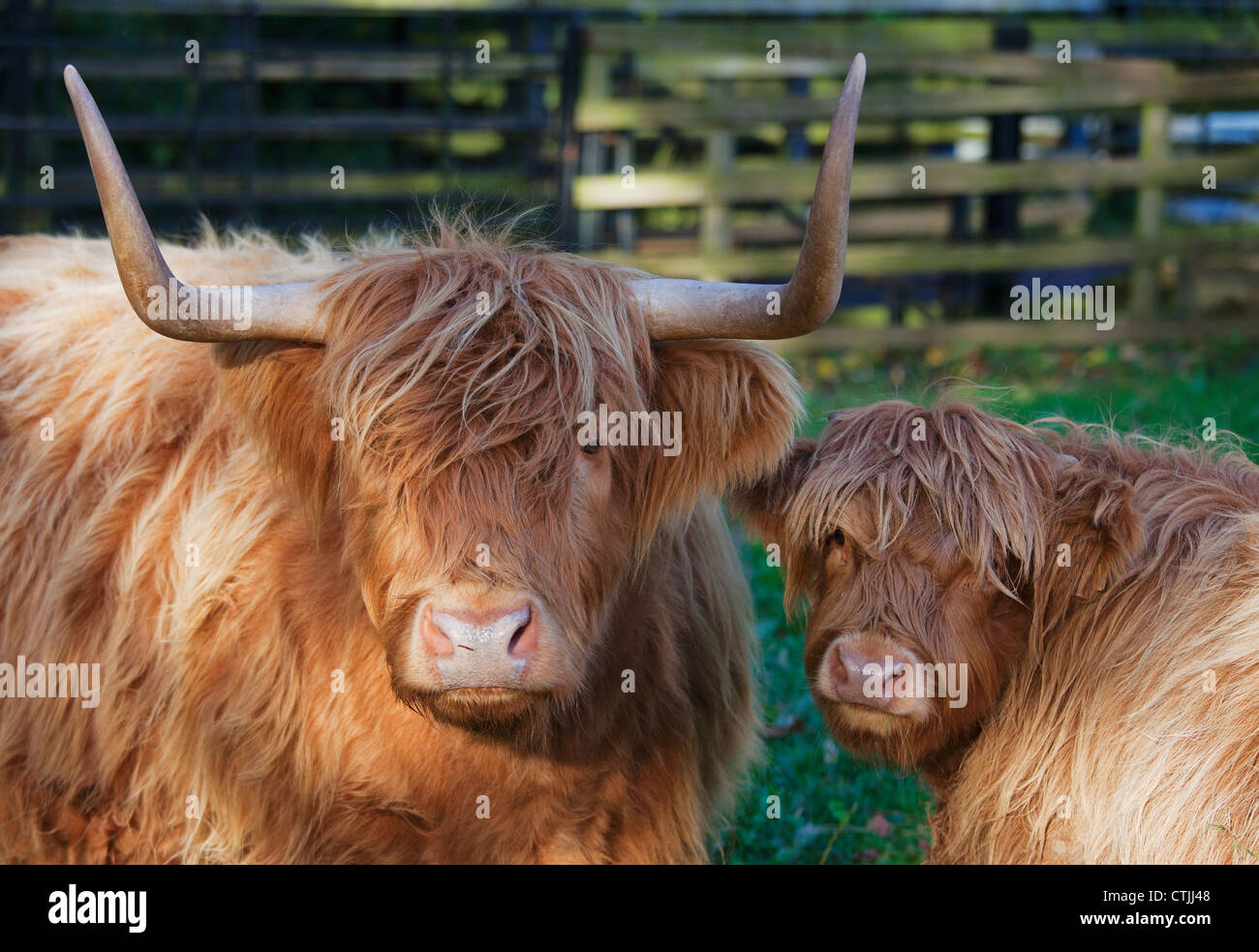 Half yak hi-res stock photography and images - Alamy