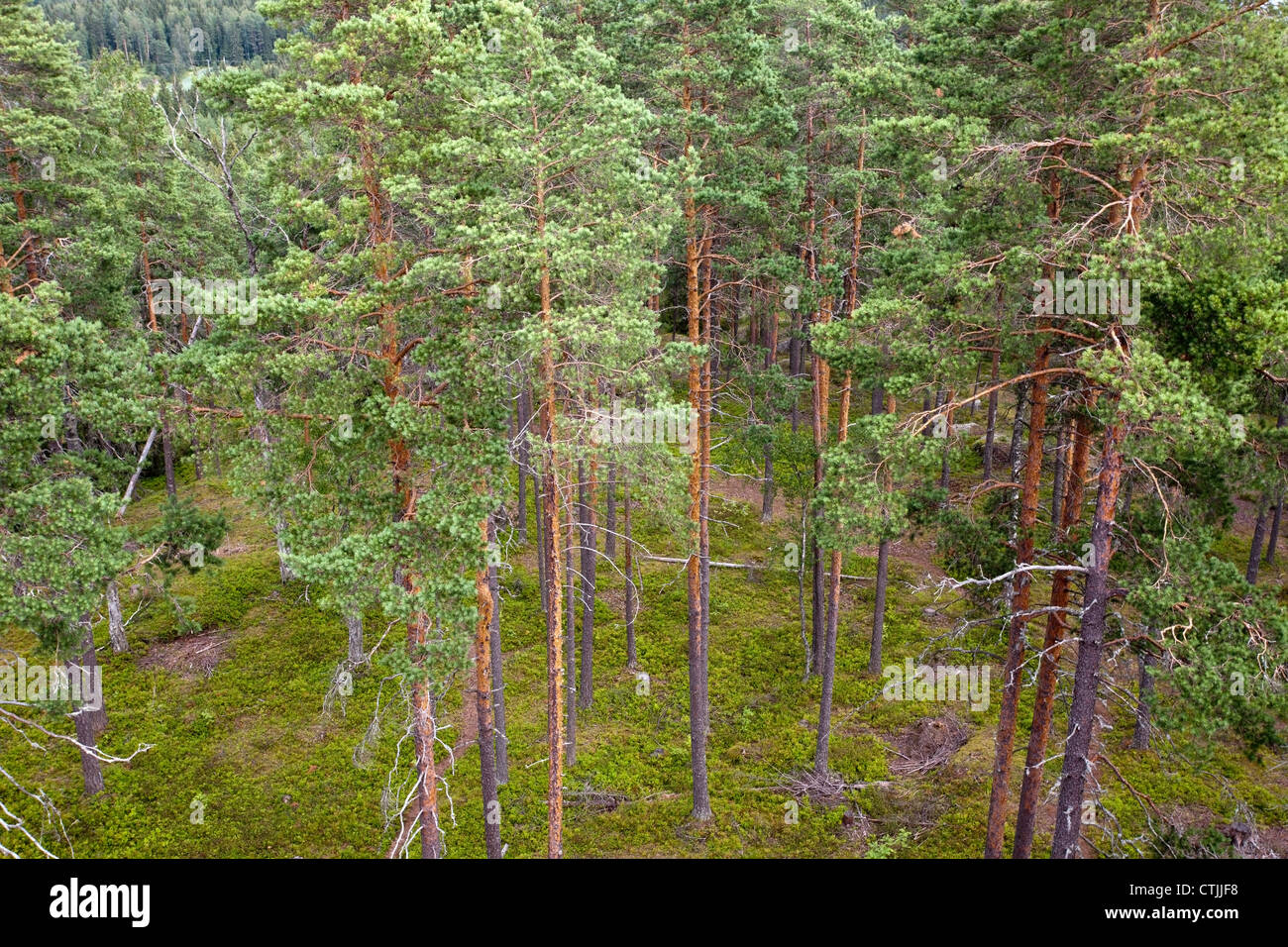 Forest view, Haralanharju Kangasala Finland Stock Photo - Alamy