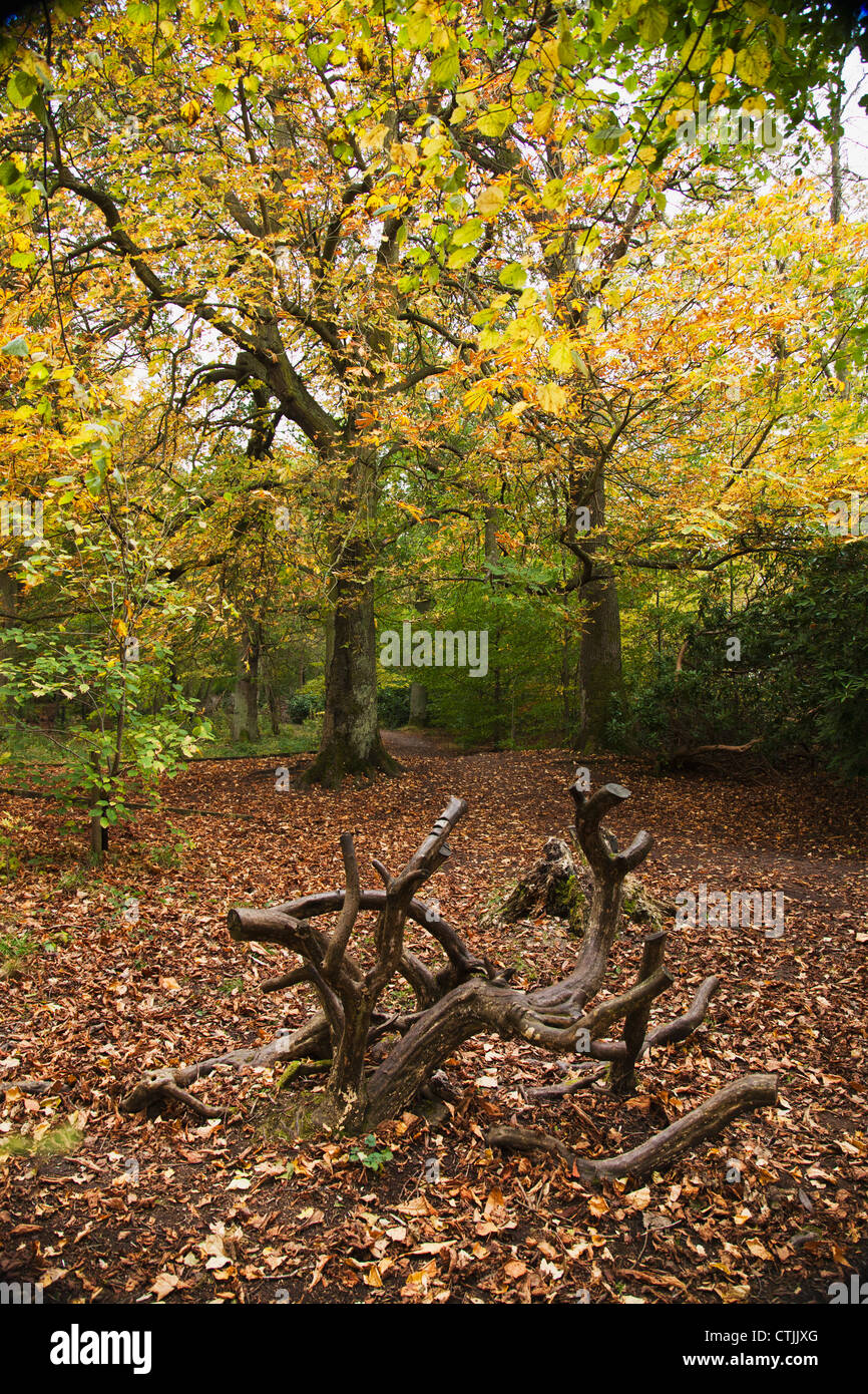 Curled roots hi-res stock photography and images - Alamy