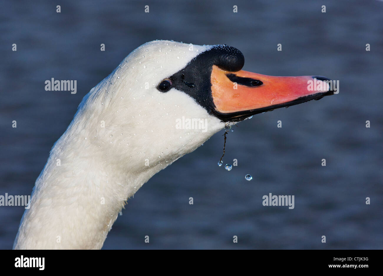 Swan pics hi-res stock photography and images - Alamy