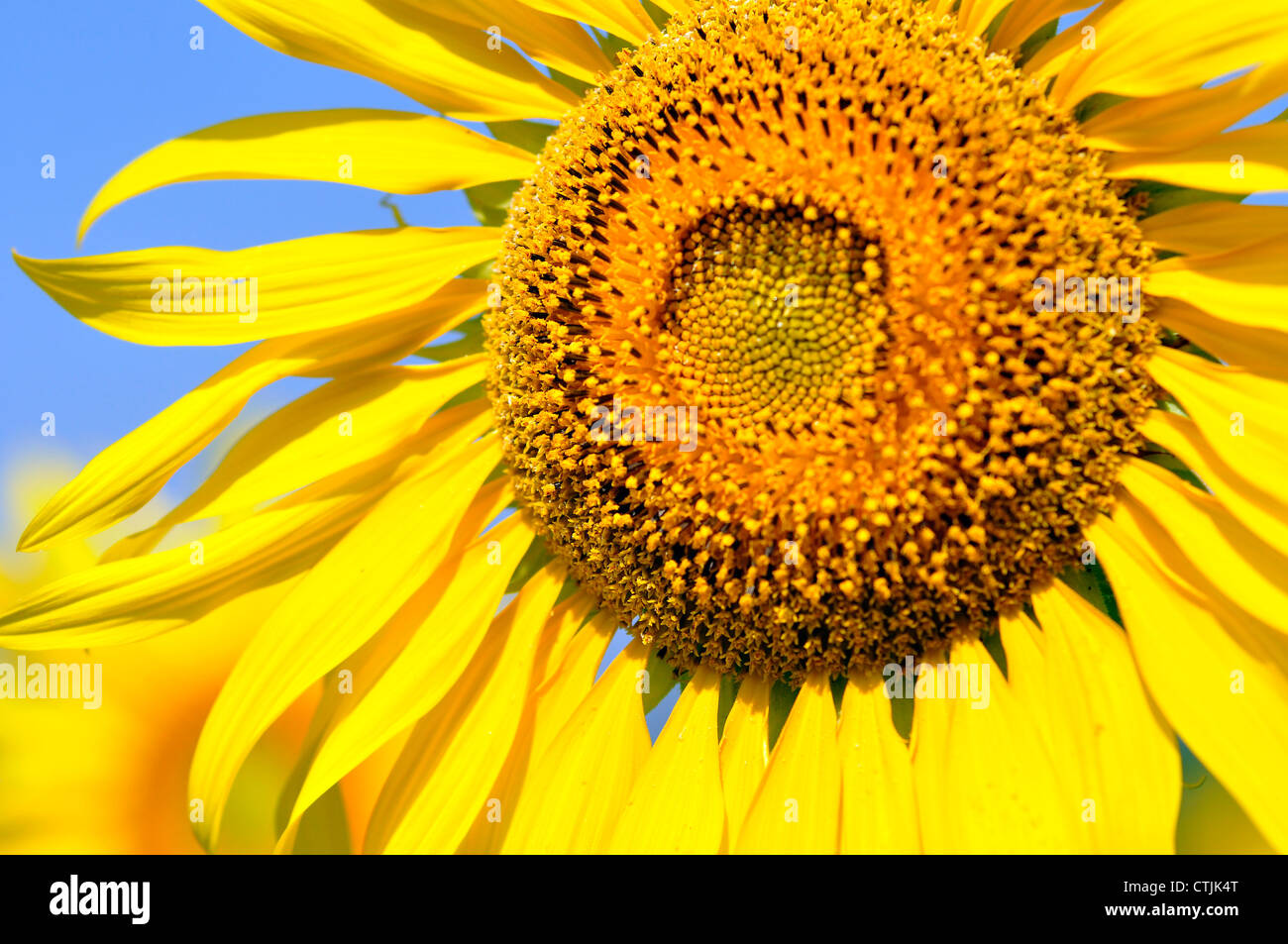 sunflower close up Stock Photo - Alamy