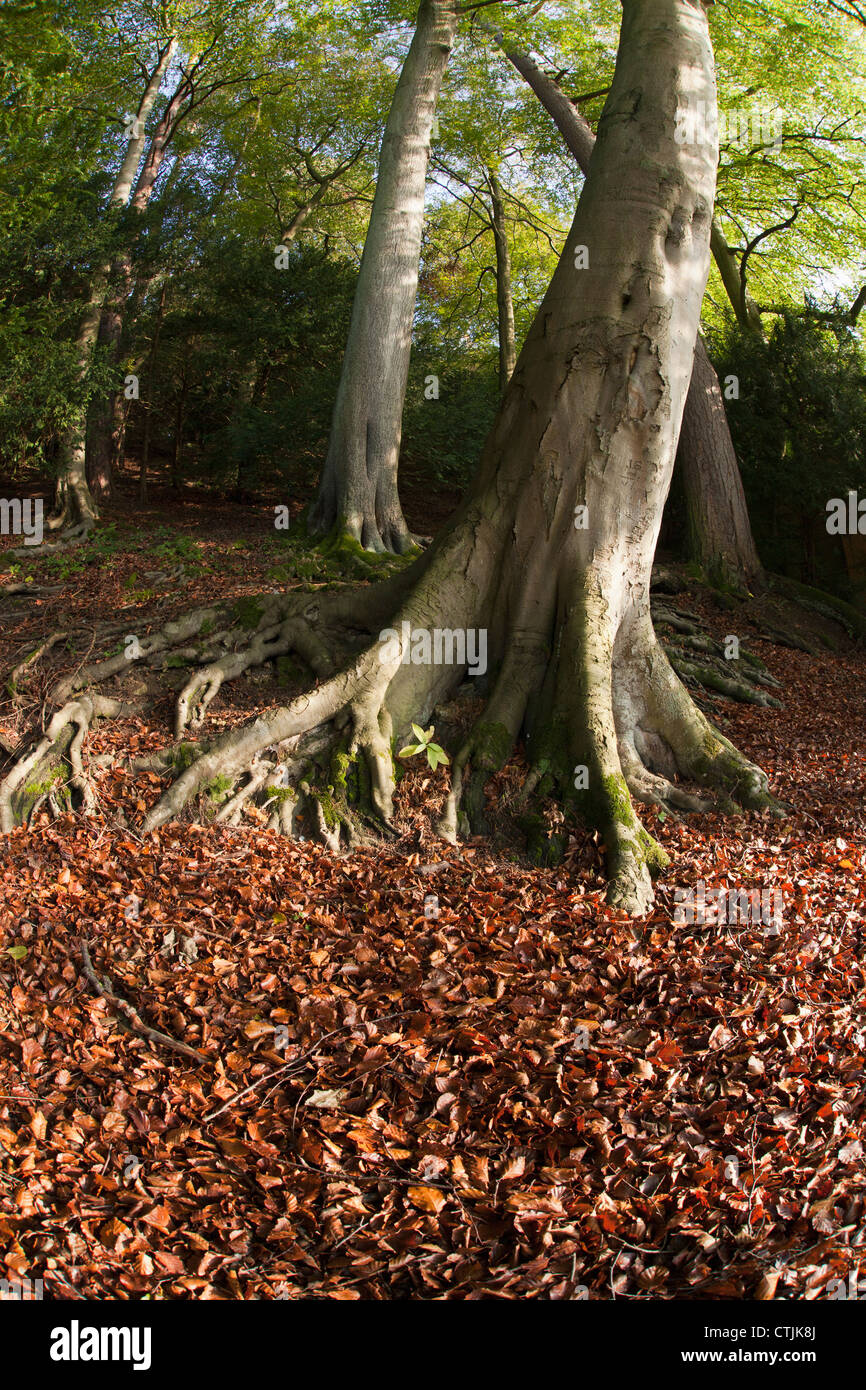 Fallen Leaves On The Ground At The Base Of A Tree In Autumn; North ...