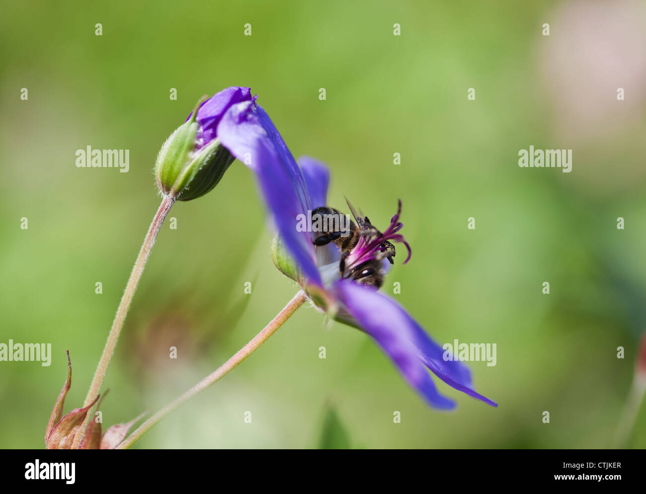 Geranium rozanne gerwat with honey bee hi-res stock photography and ...
