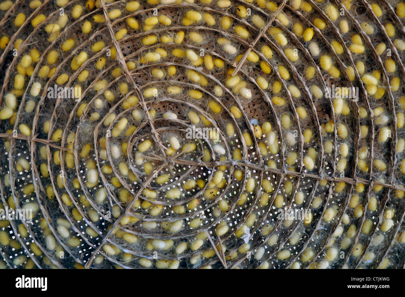 The housing of silkworm cocoons Stock Photo - Alamy