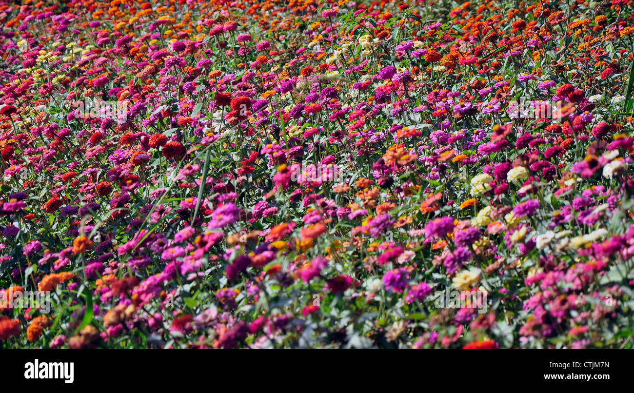 field of Zinnia flowers Stock Photo - Alamy