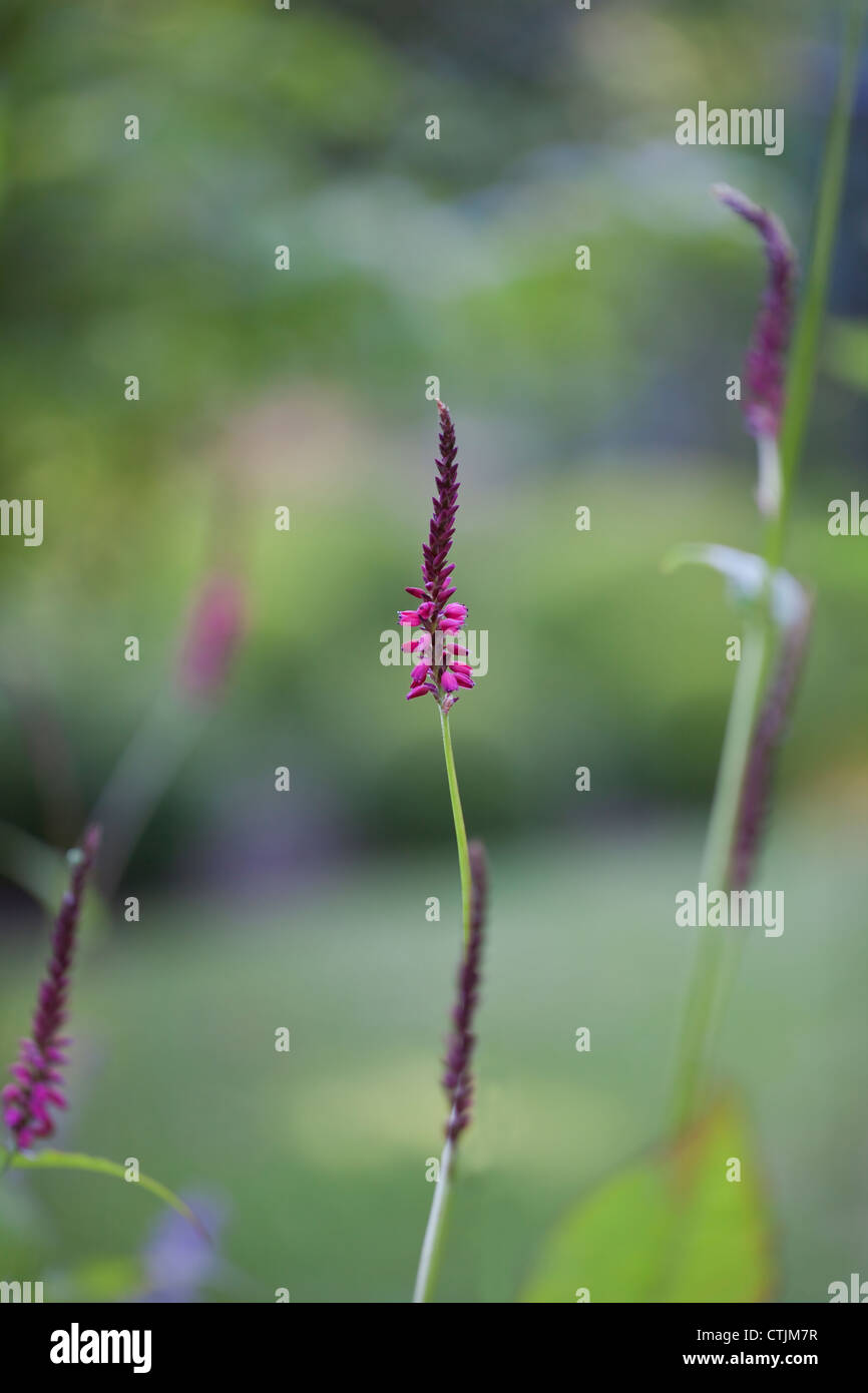 Persicaria amplexicaulis 'Taurus', July, UK Stock Photo - Alamy