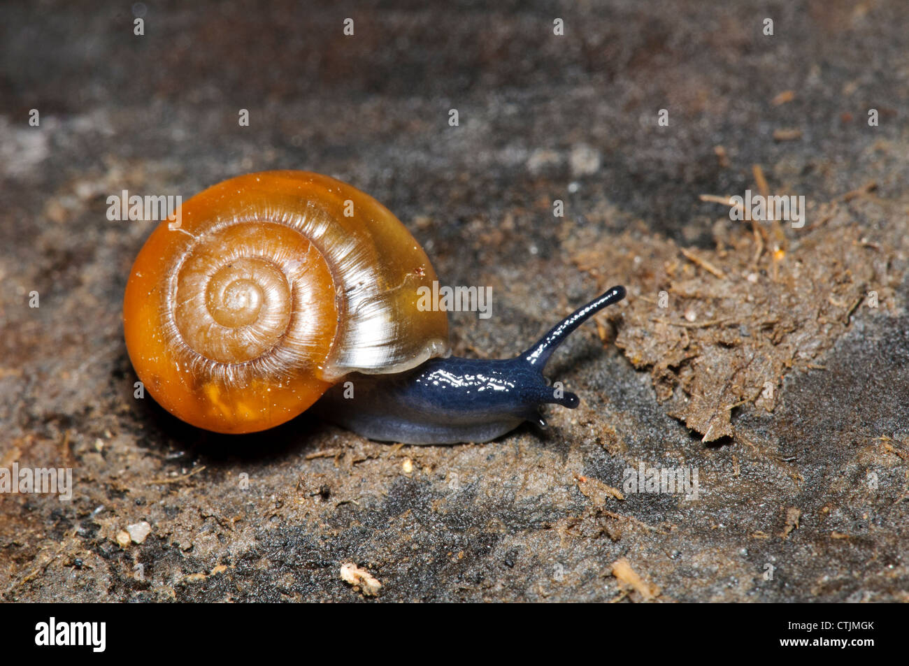 A waxy glass snail (Aegopinella nitidula) at Crossness Nature Reserve ...