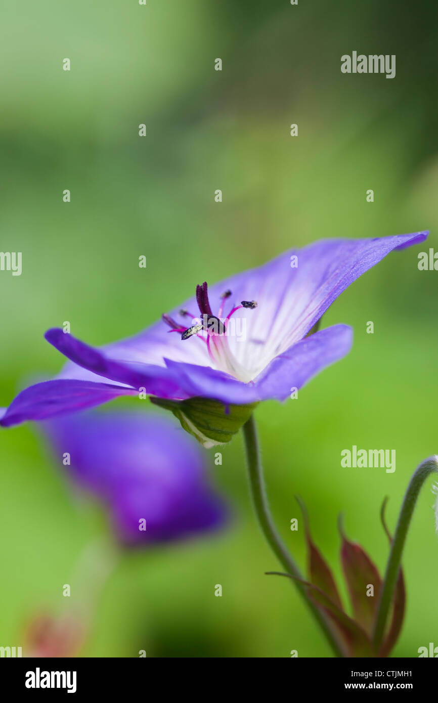 Geranium one single flower hi-res stock photography and images - Alamy