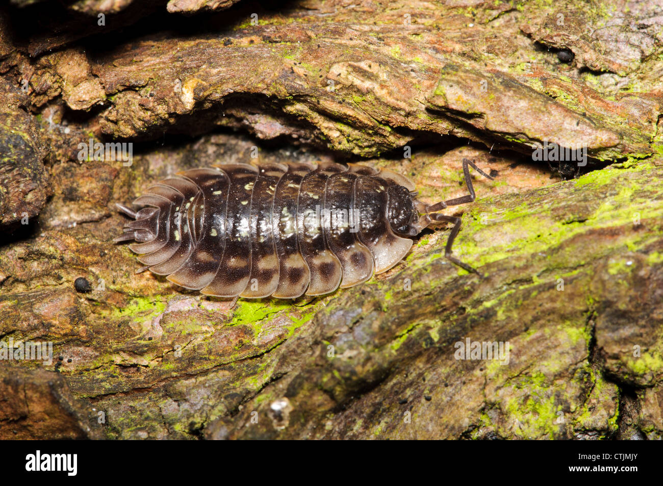 A common shiny woodlouse (Oniscus asellus) on dead wood at Crossness ...