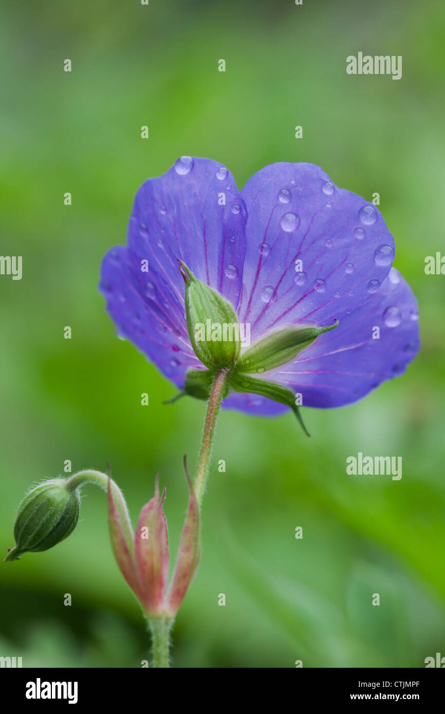 Geranium rozanne gerwat with raindrops hi-res stock photography and ...