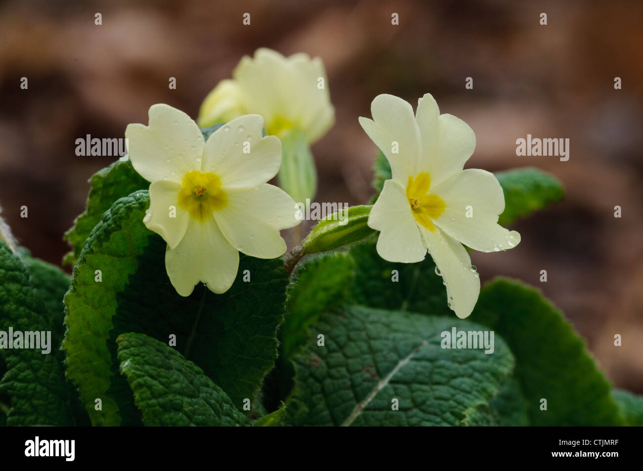 Primroses (Primula vulgaris) speckled with raindrops at Norsey Wood ...